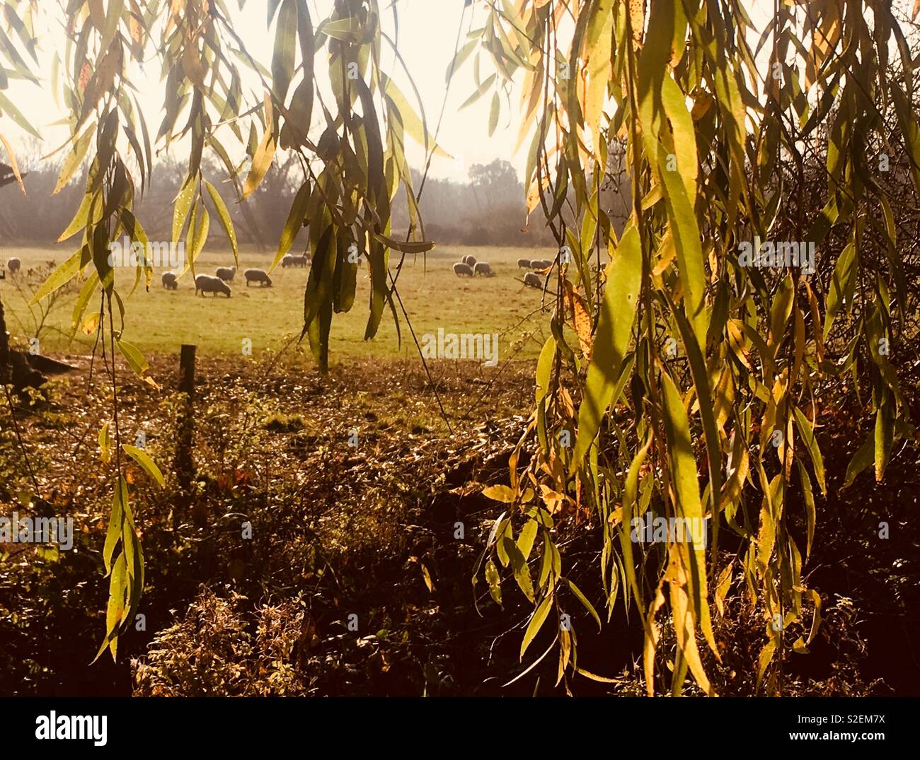 Autumn sheep grazing Stock Photo - Alamy