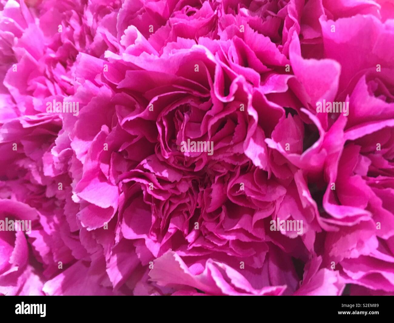 Carnations flower hi-res stock photography and images - Alamy