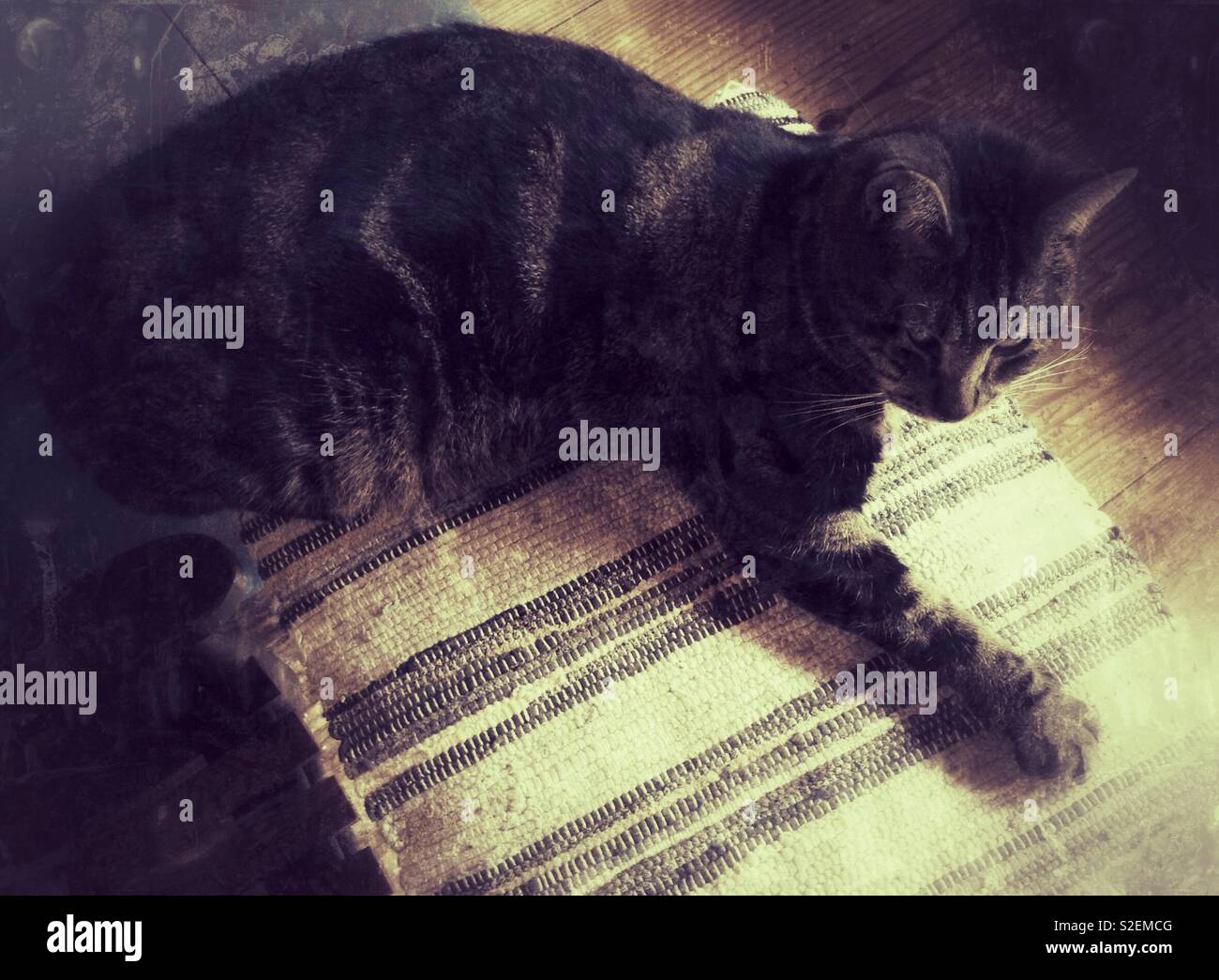 Grunge photo of striped tabby cat on a woven rug, with sunlight from ...