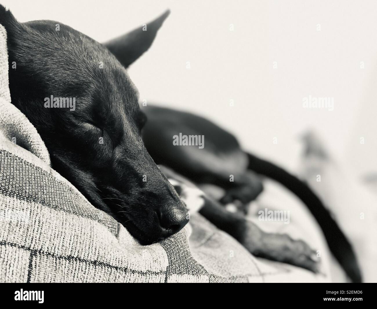 Innocent dog hi-res stock photography and images - Alamy