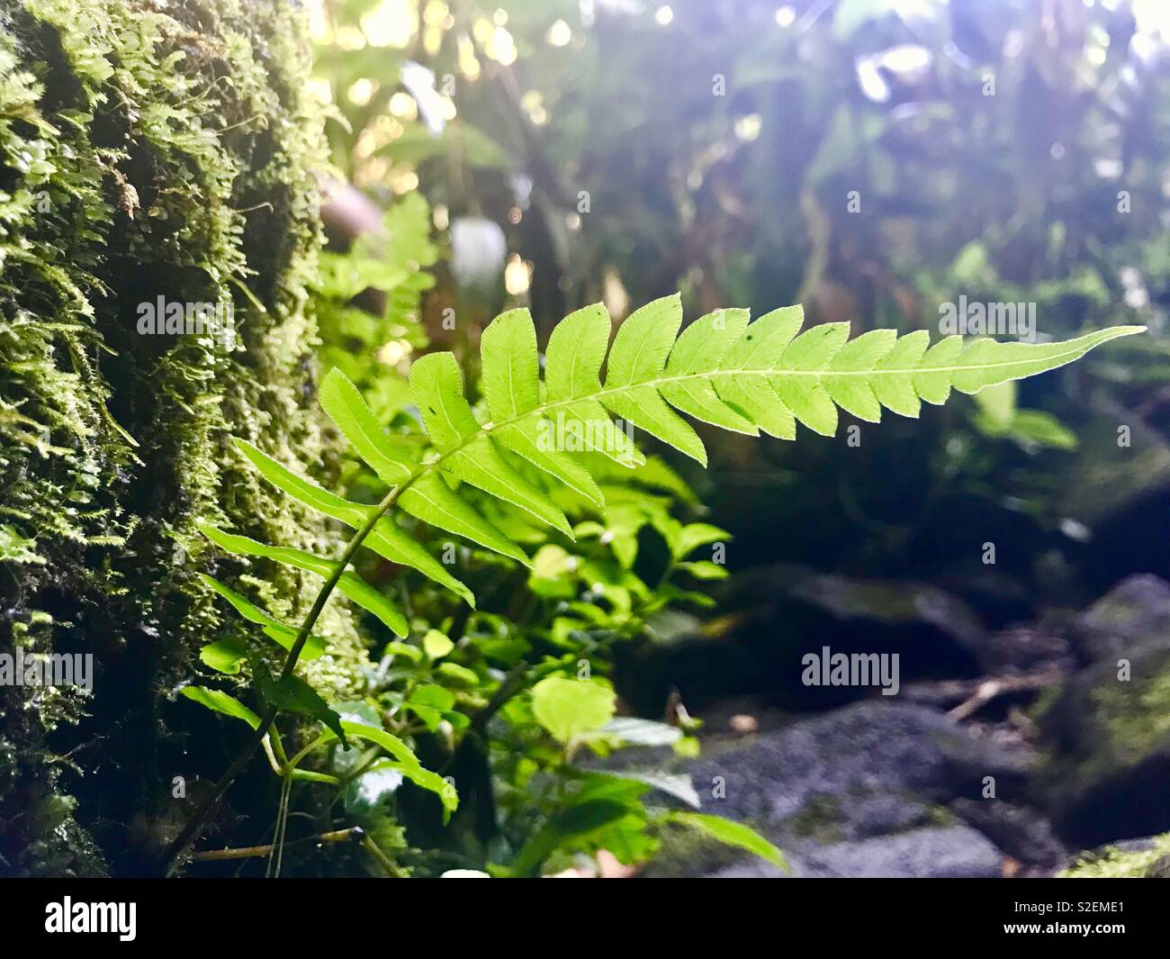 Cave moss hi-res stock photography and images - Alamy