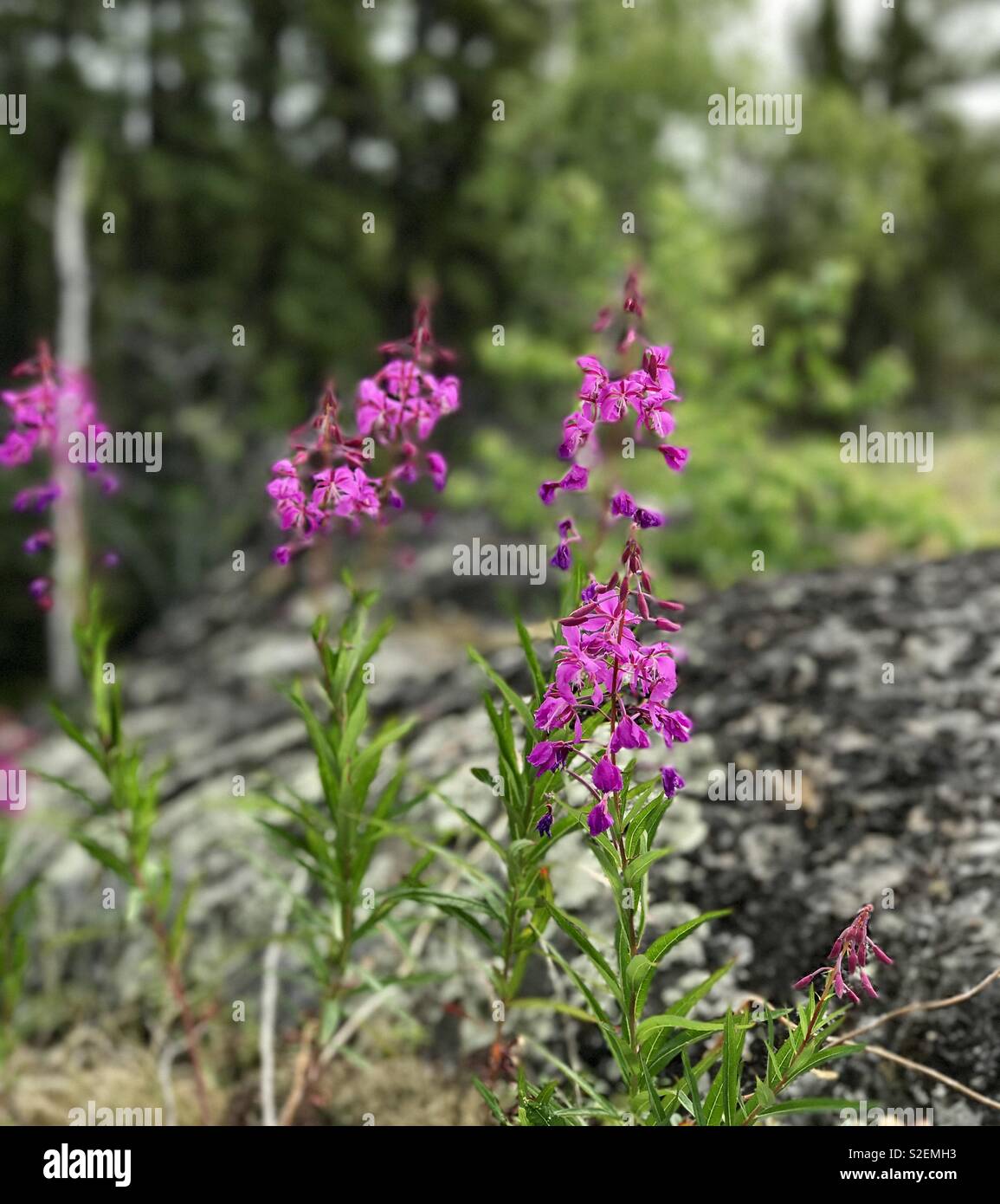 Purple fireweed hi-res stock photography and images - Alamy