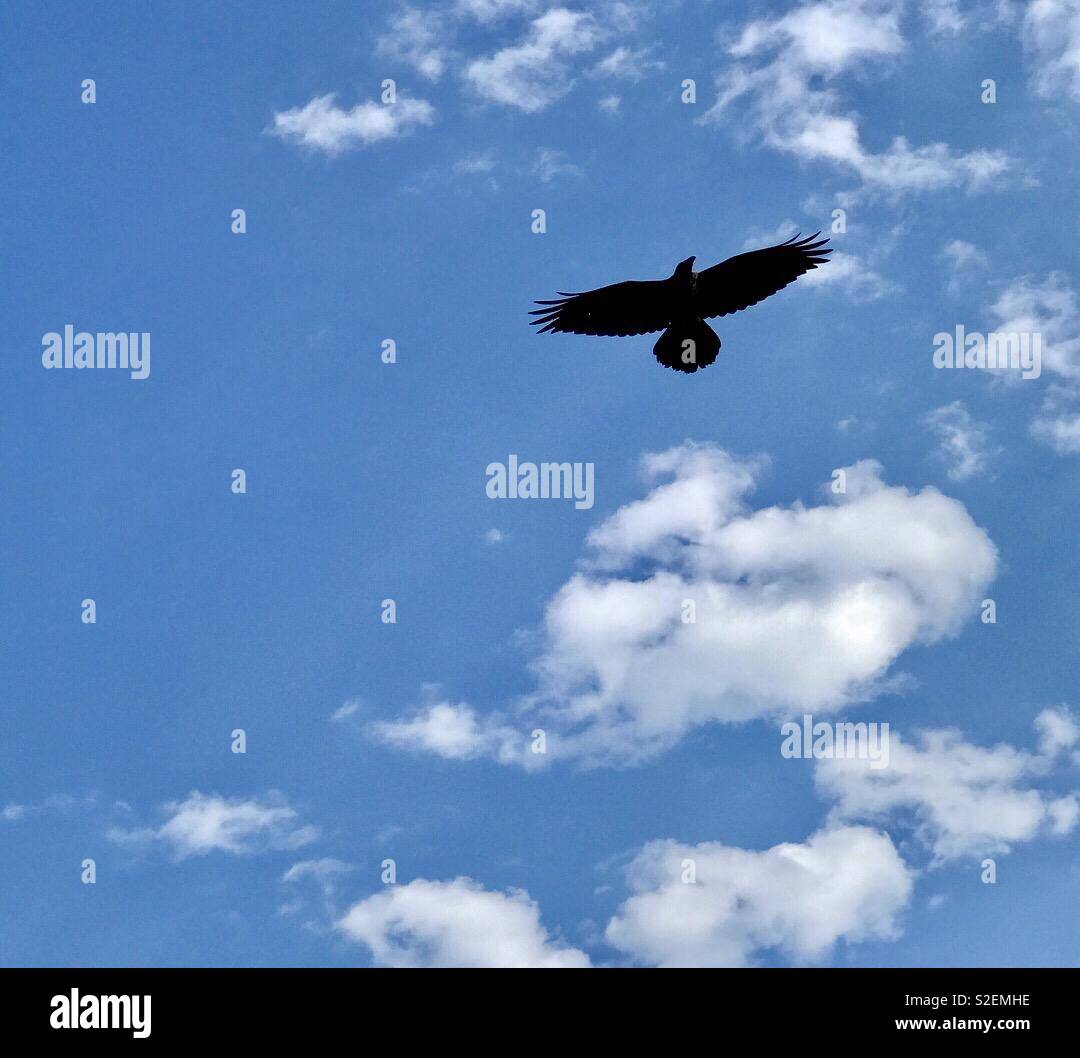 Raven sky hi-res stock photography and images - Alamy