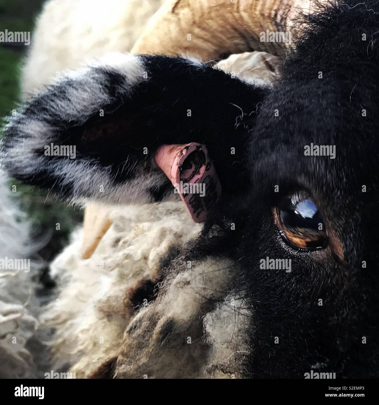 An animals perspective Stock Photo - Alamy