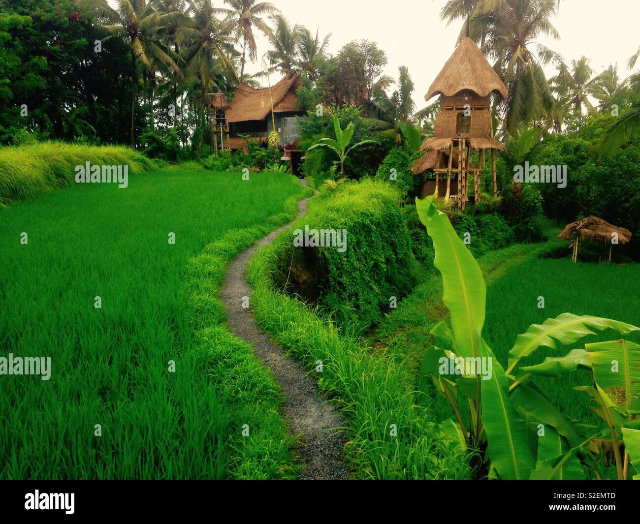 Paddy Tree High Resolution Stock Photography and Images - Alamy