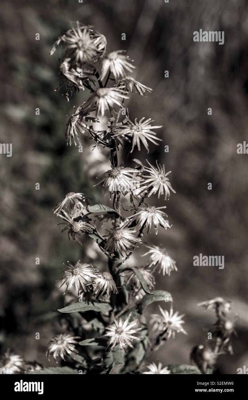 Still life with nature hi-res stock photography and images - Alamy