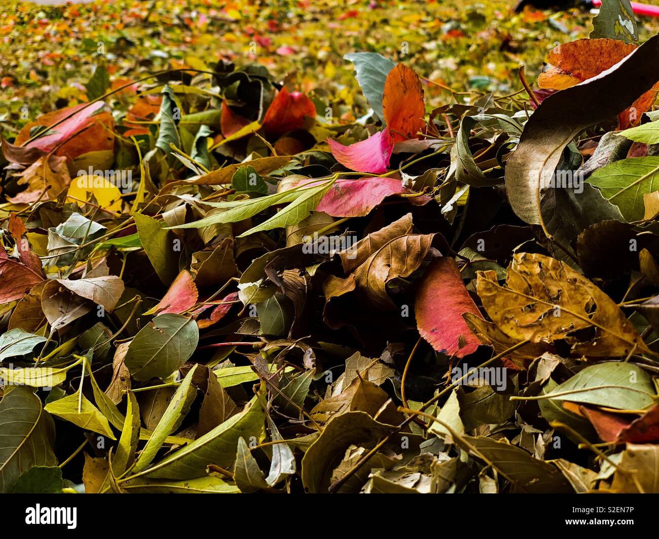 Beautiful fall colors in my front yard Stock Photo - Alamy
