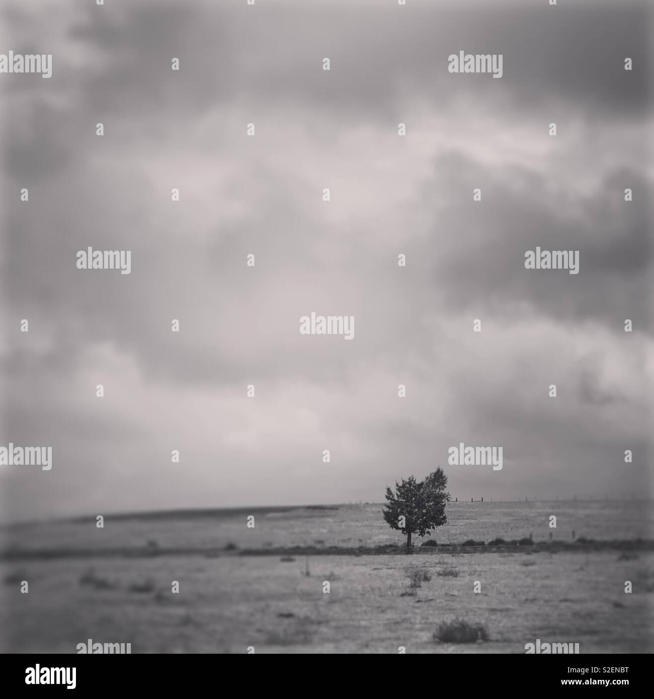 The lonely tree Stock Photo - Alamy