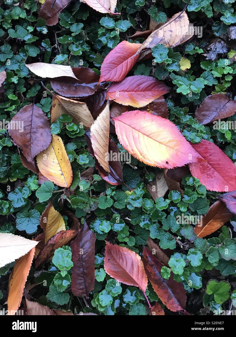 Red ground cover hi-res stock photography and images - Alamy