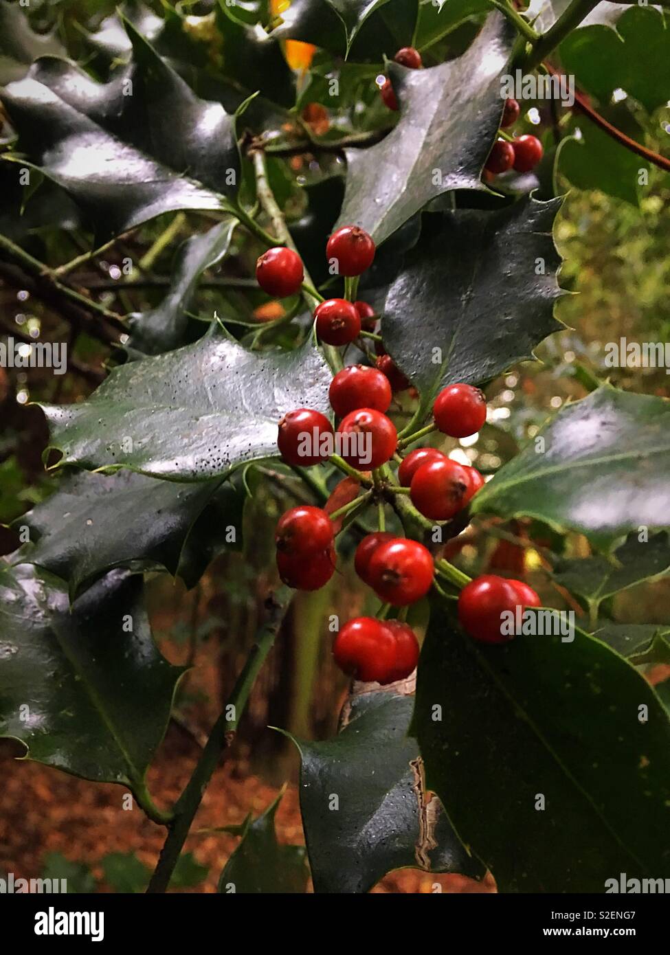 Natural holly hi-res stock photography and images - Alamy