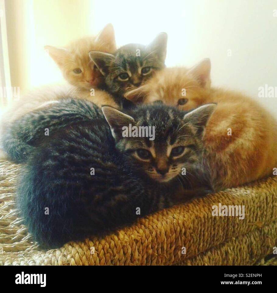 Cat Family Poses Stock Photo - Alamy