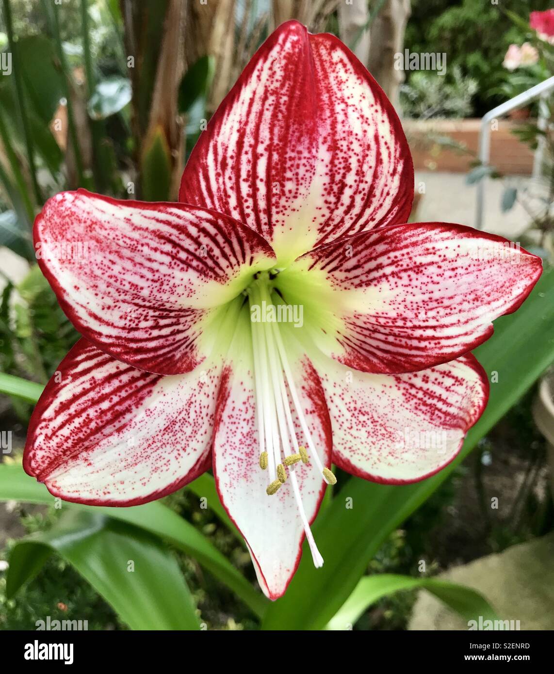 Red and white amaryllis hi-res stock photography and images - Alamy