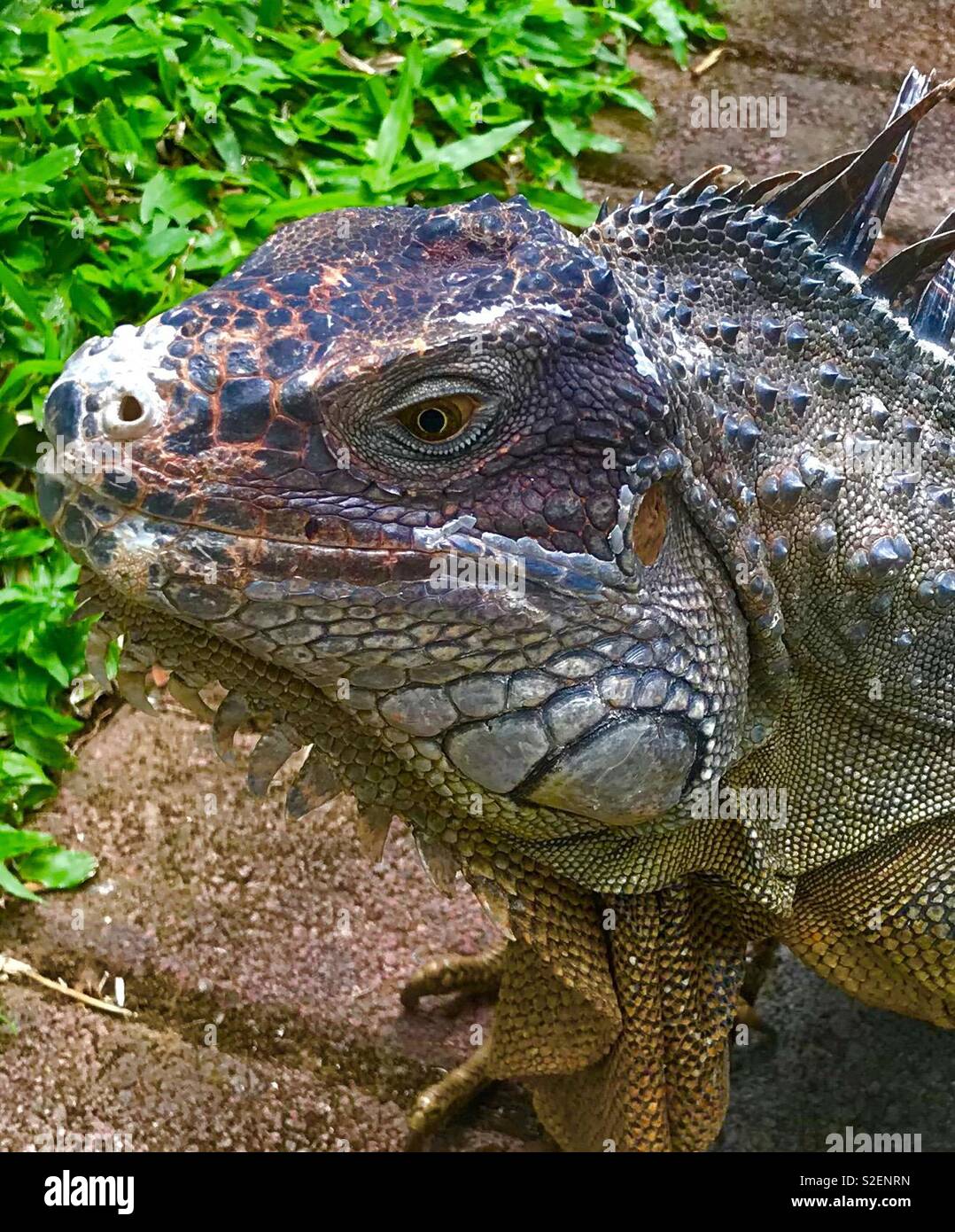 Iguana head hi-res stock photography and images - Alamy