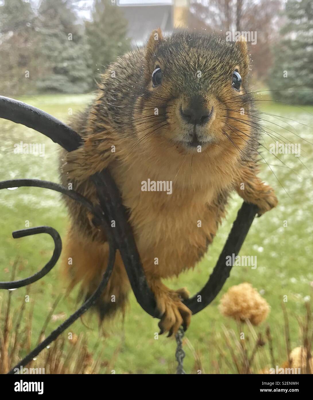 Squirrel close up Stock Photo - Alamy