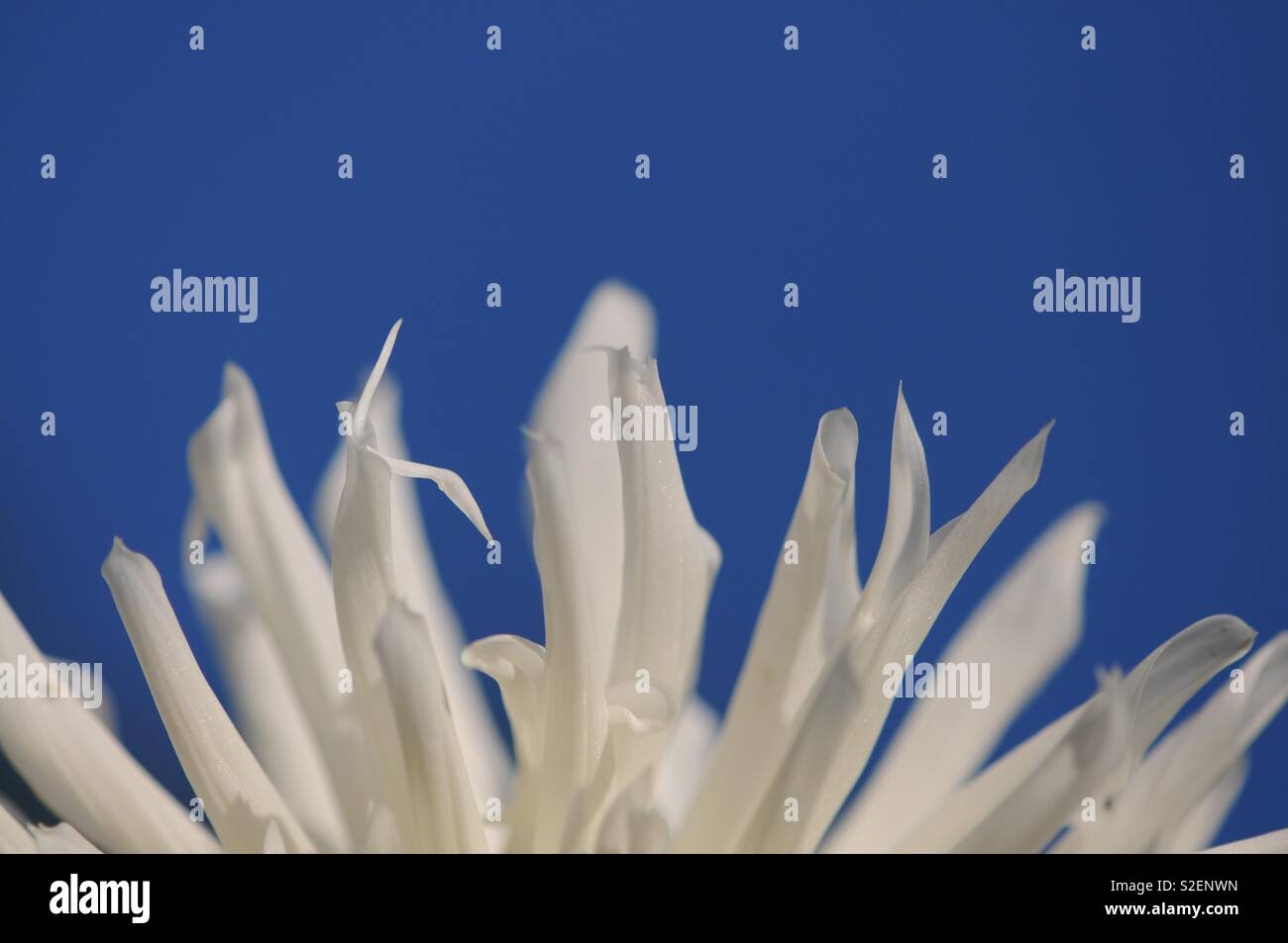 White flower pedals hi-res stock photography and images - Alamy