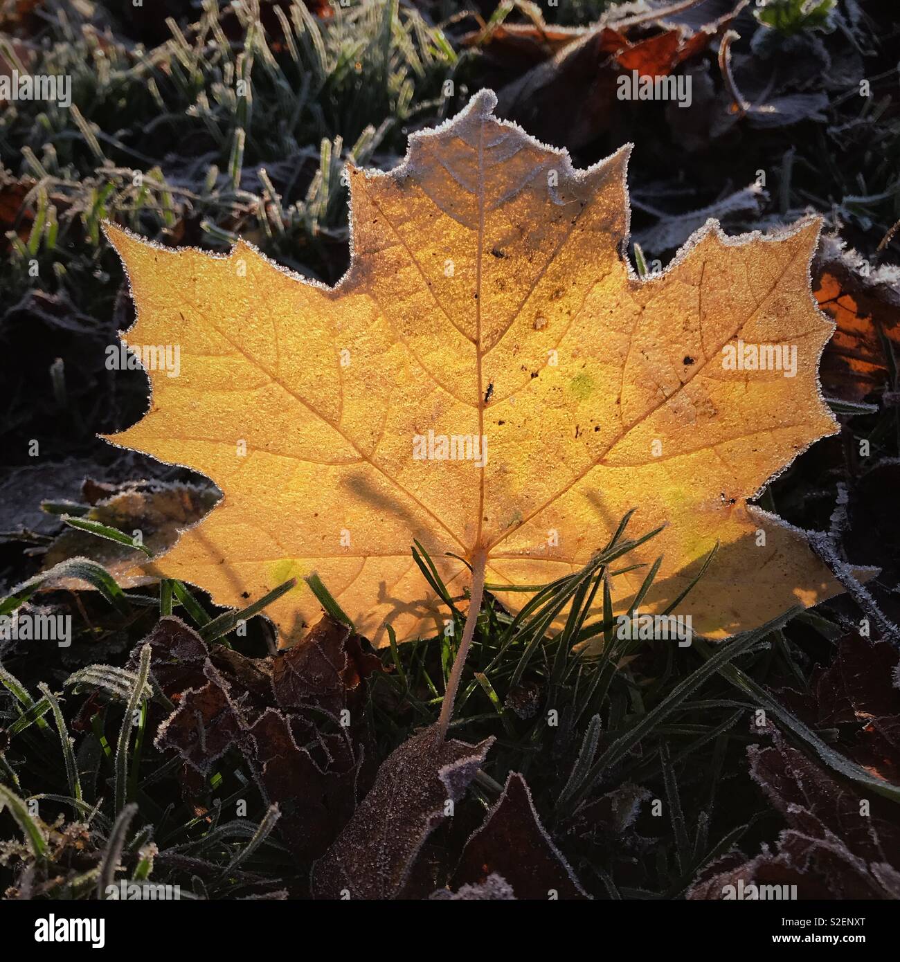 Cold leaf hi-res stock photography and images - Alamy