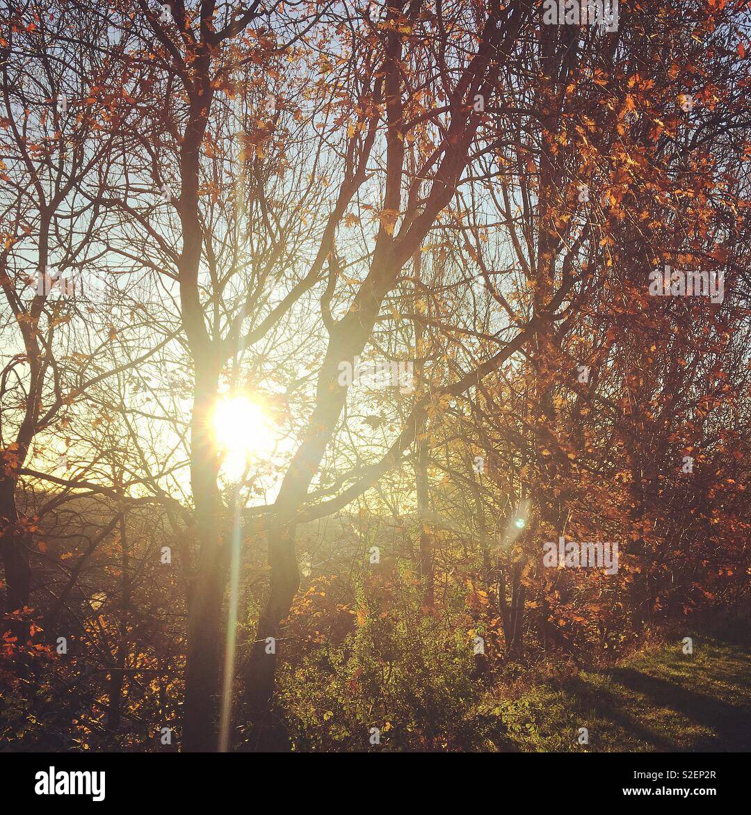 Light shining through the trees hi-res stock photography and images - Alamy