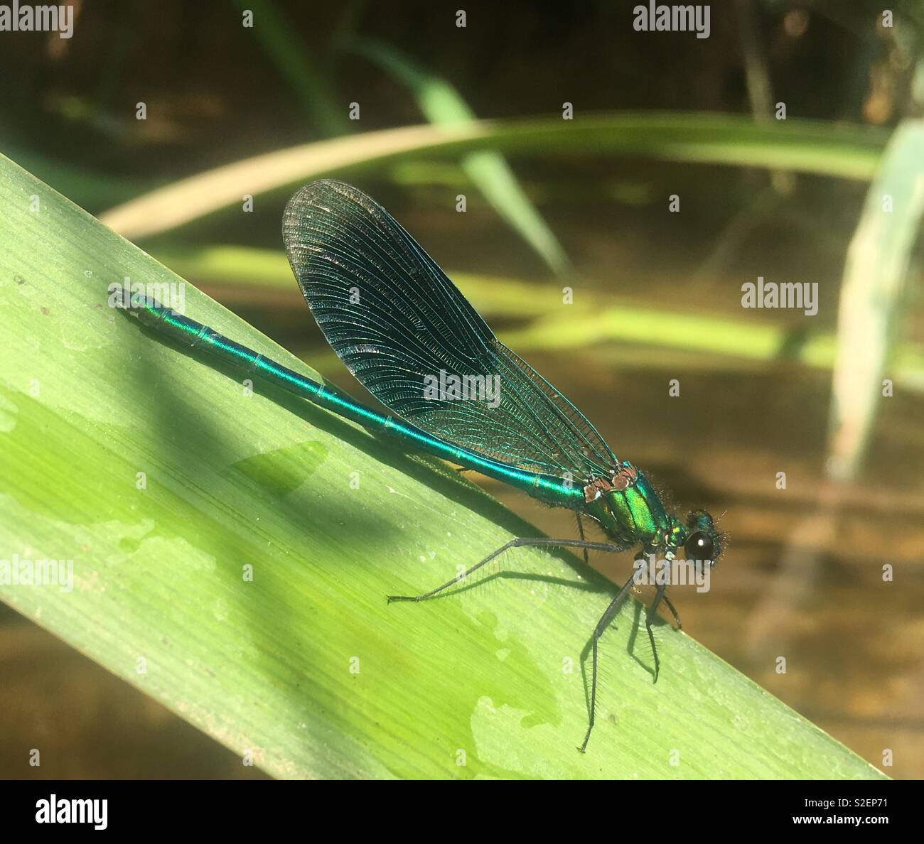 Dragon and insects hi-res stock photography and images - Alamy