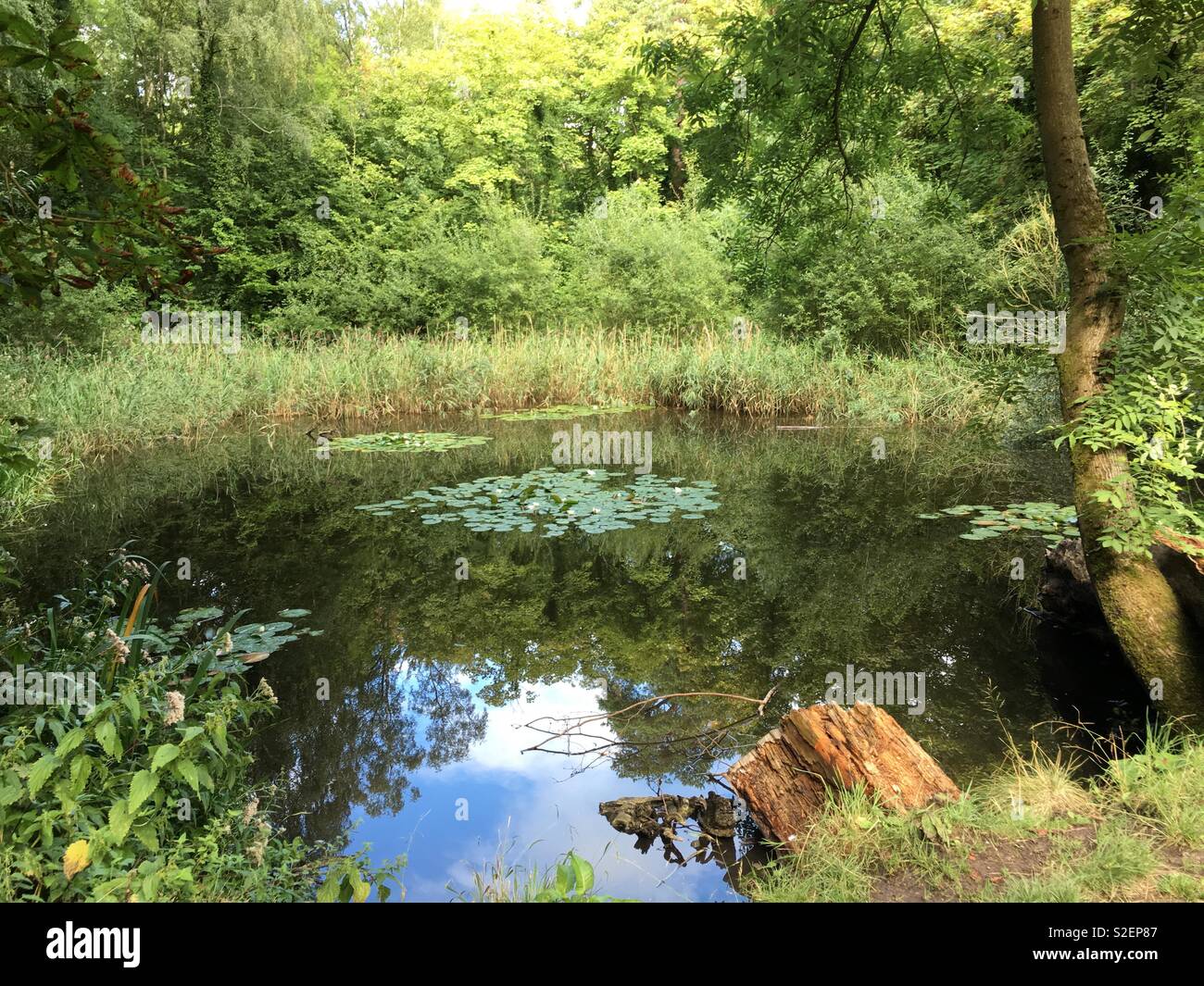 Trees and sky reflecting on the surface of a small pond at woods in ...