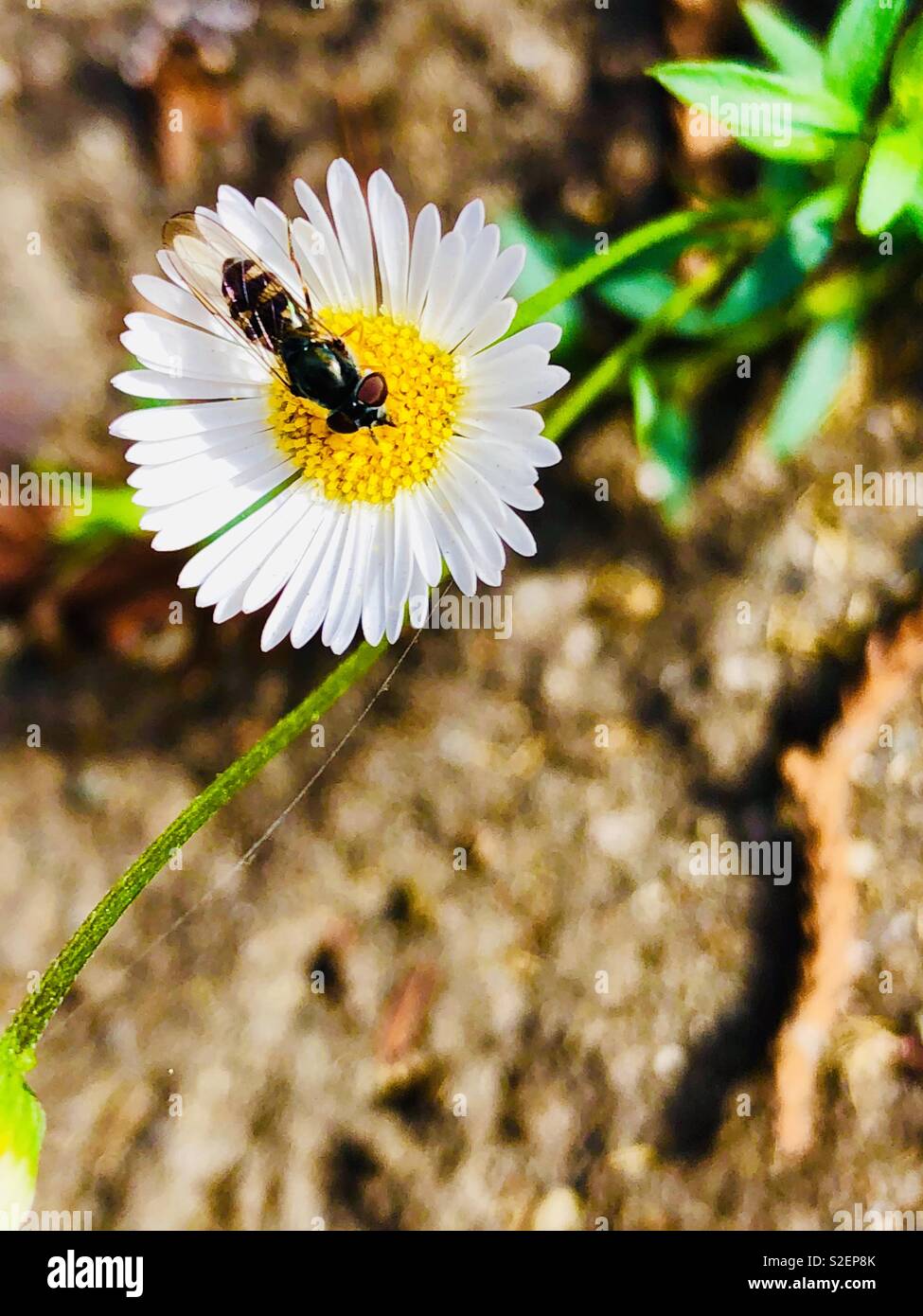 Perfect spider web hi-res stock photography and images - Alamy