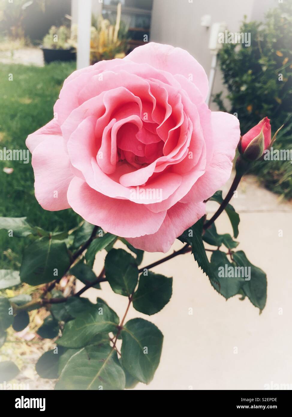 Single blooming rose Stock Photo - Alamy