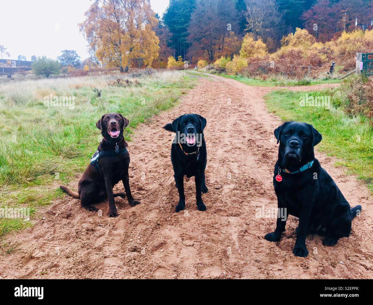 The Three Musketeers aka Labrador Friends Stock Photo - Alamy