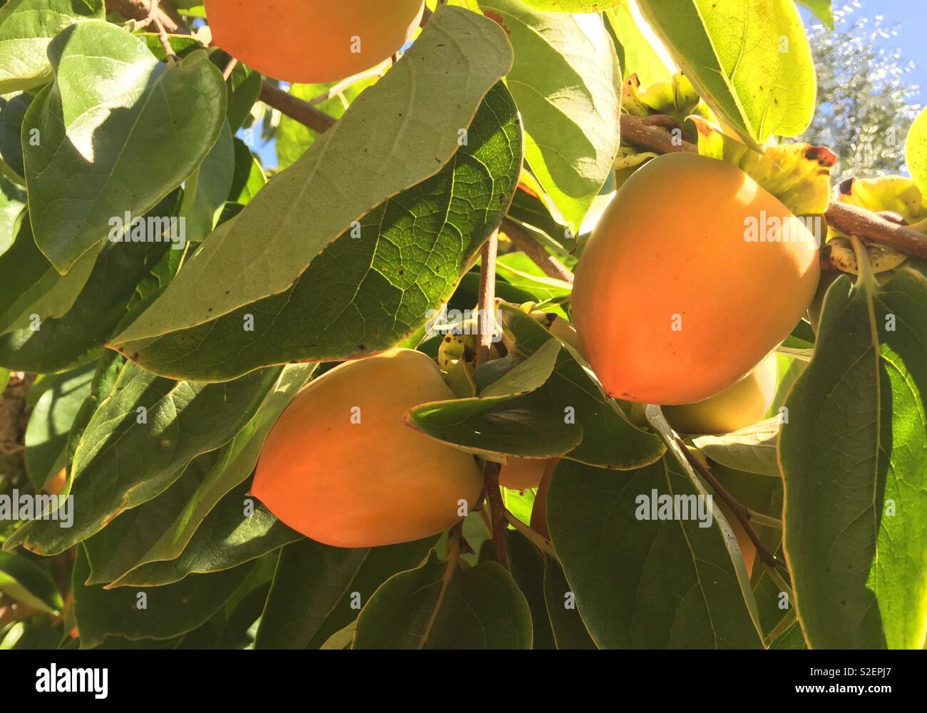 Get persimmons hi-res stock photography and images - Alamy