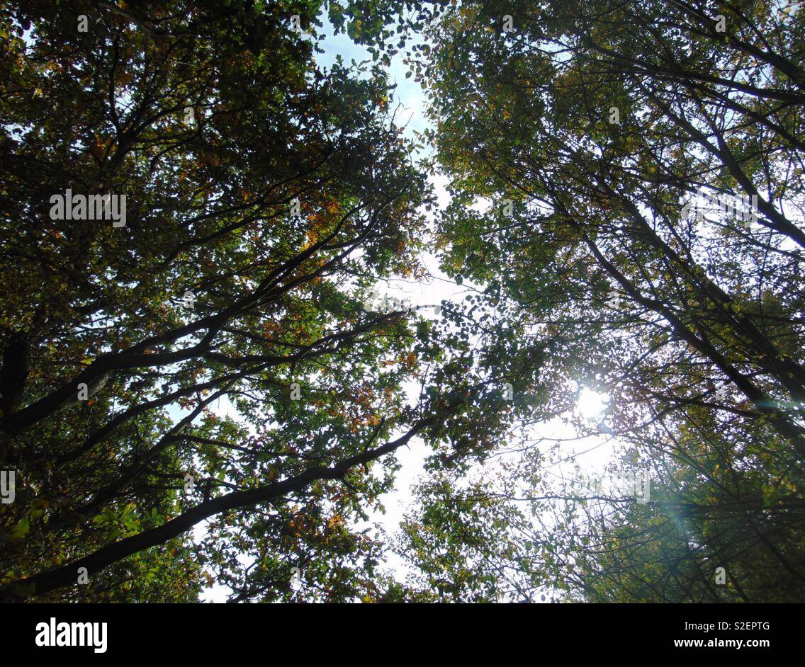 Trees from below Stock Photo - Alamy
