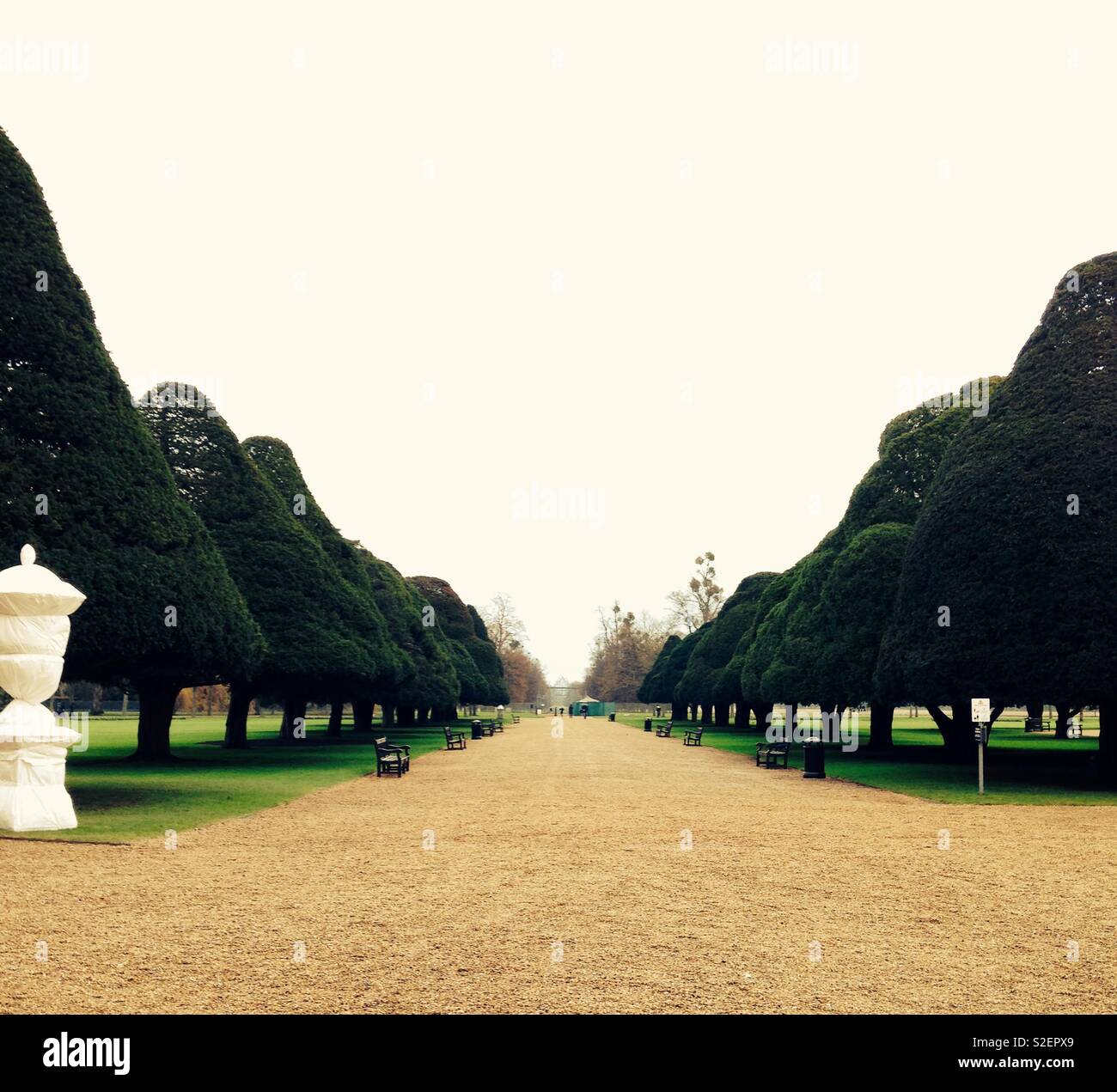 Pathway surrounded by uniform and neatly cut trees at Hampton Court ...