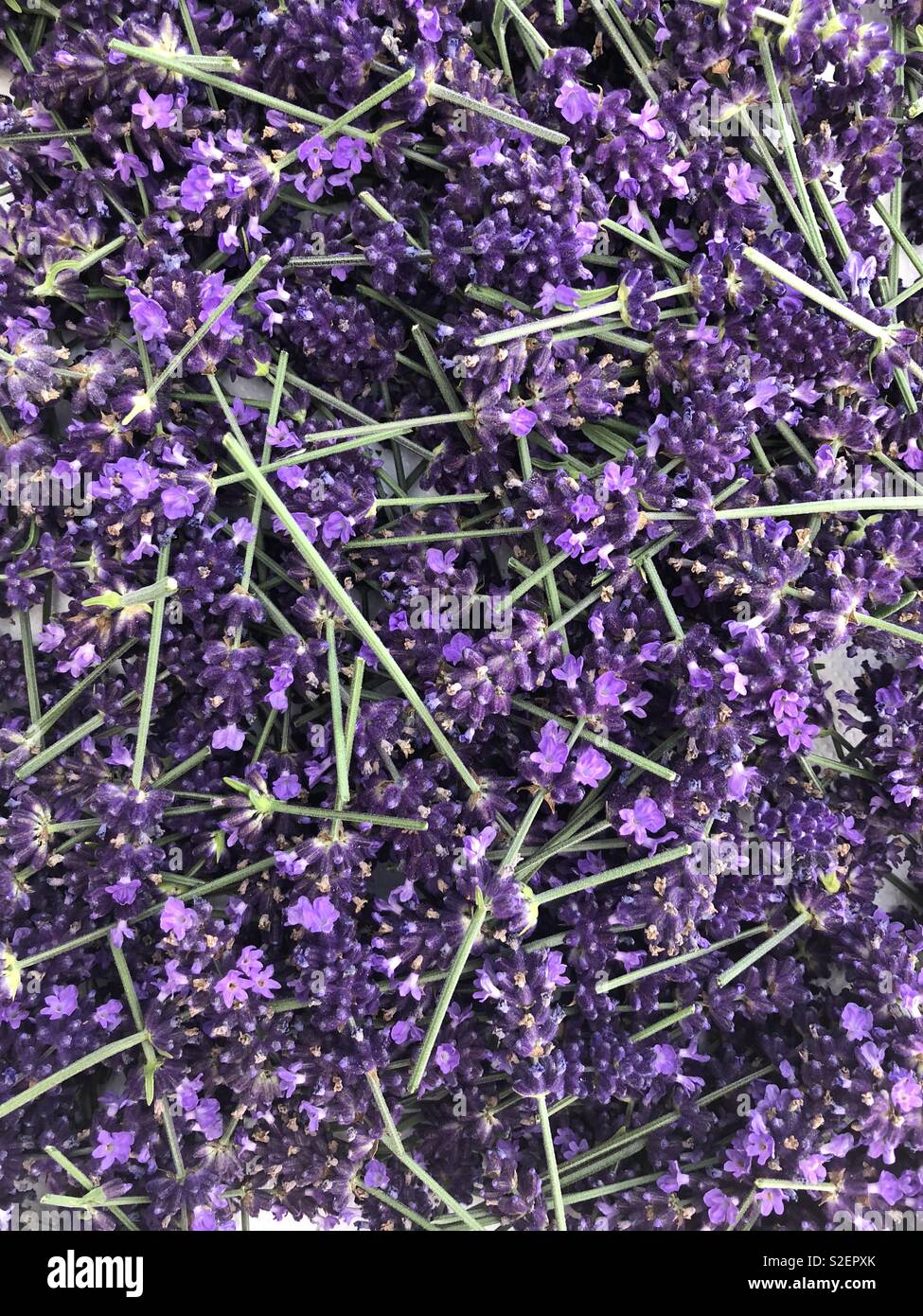 Lavender flowers texture hi-res stock photography and images - Alamy