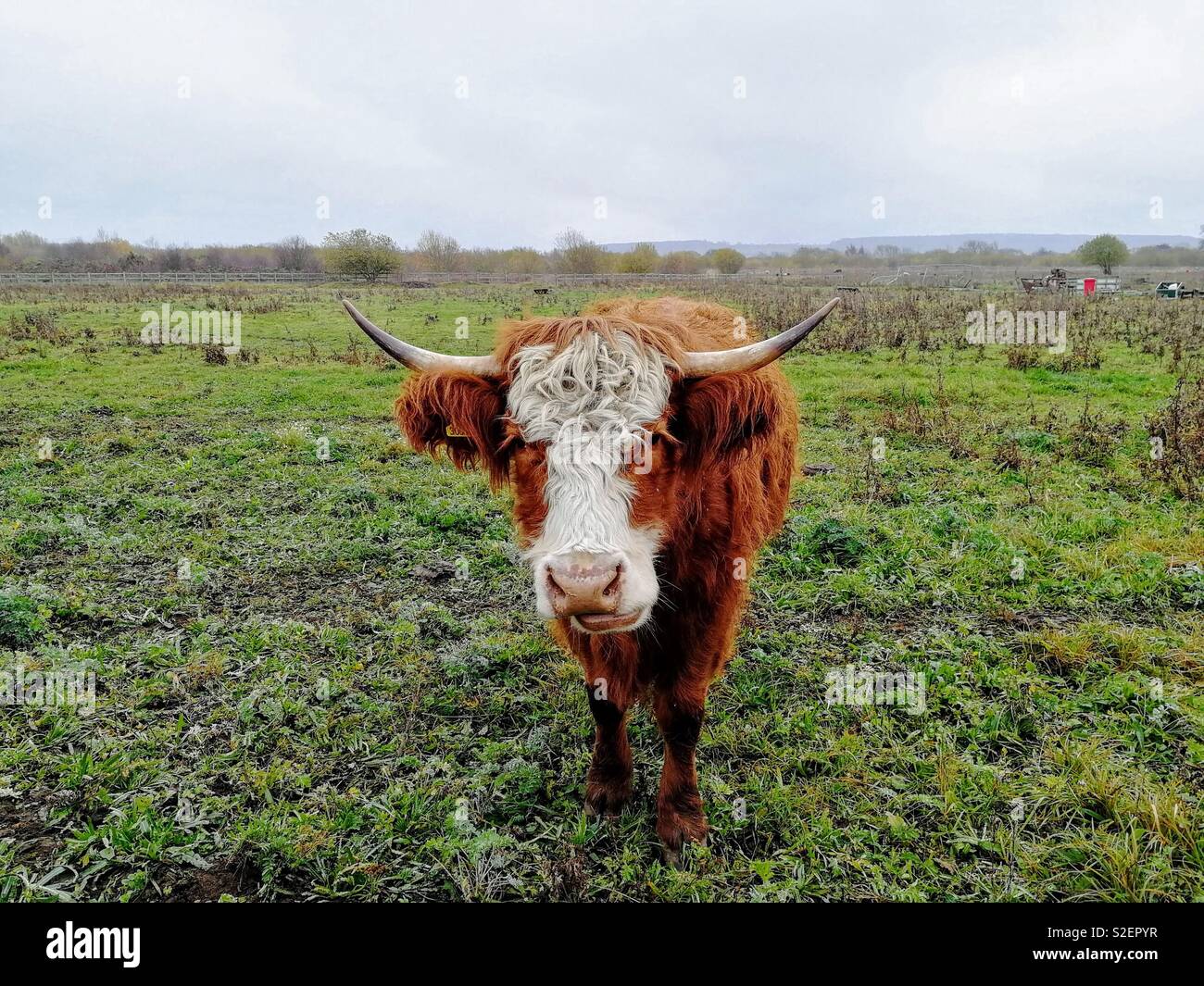 Moo cow hi-res stock photography and images - Alamy