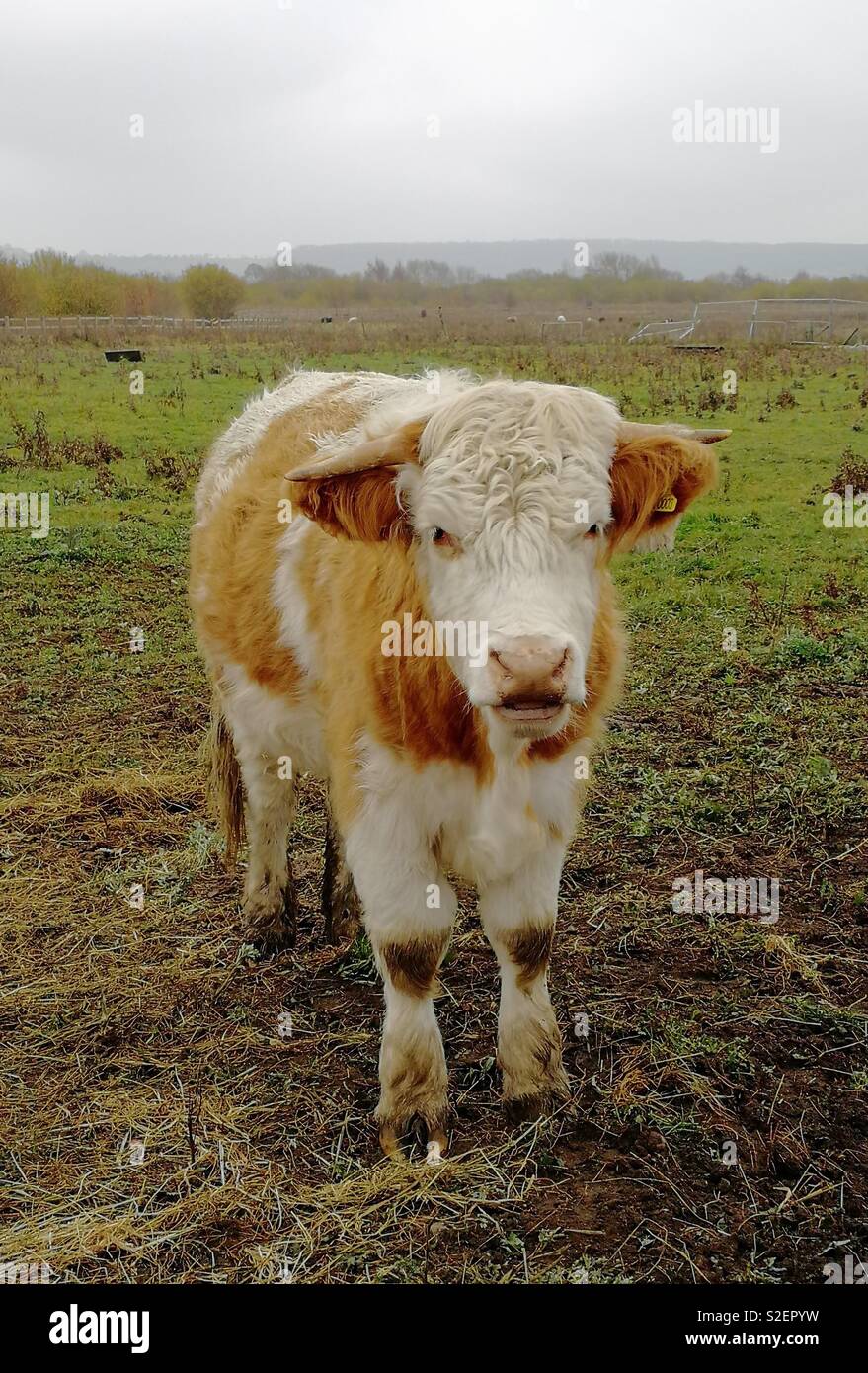 Moo cow hi-res stock photography and images - Alamy