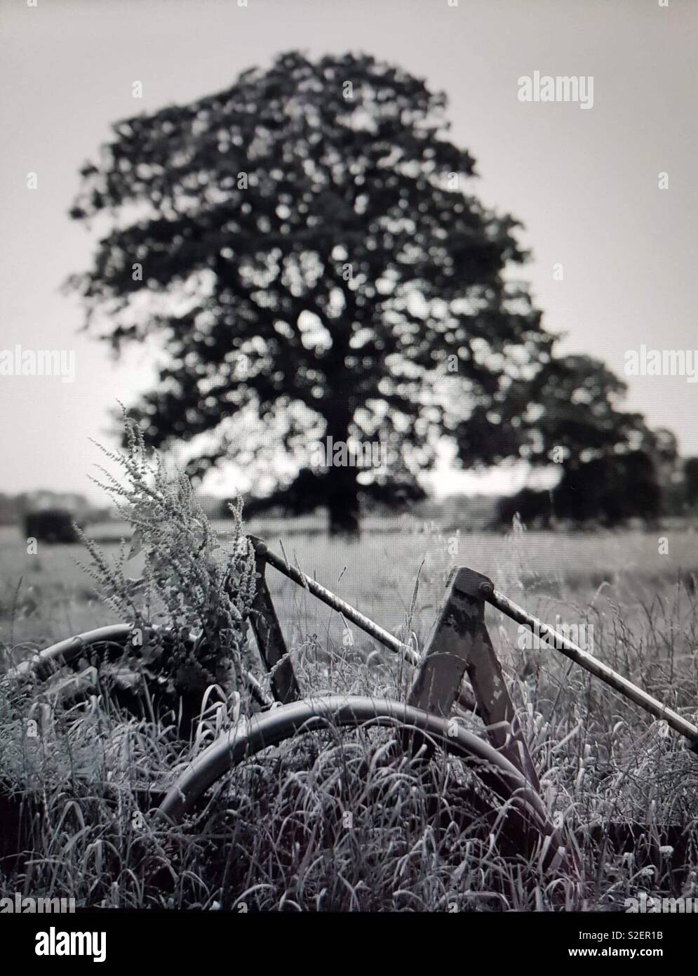 Hay and the tree Stock Photo - Alamy