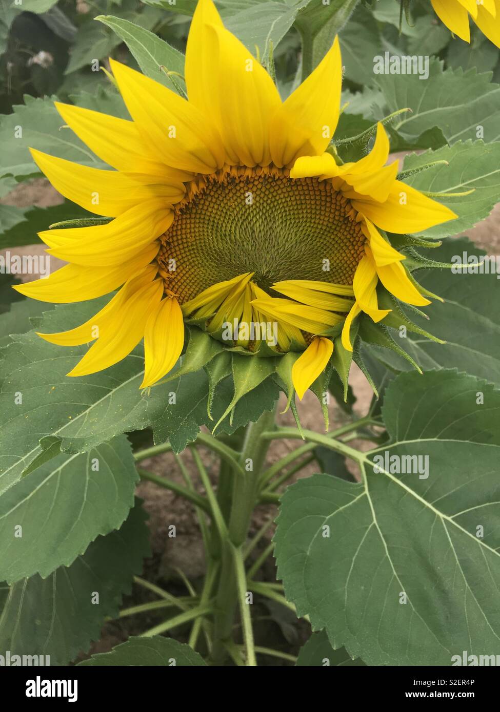 Girasol hi-res stock photography and images - Alamy