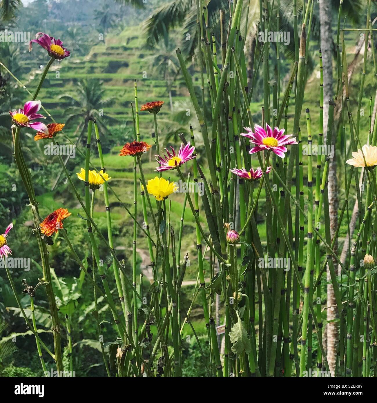 Green rice flowers hi-res stock photography and images - Alamy
