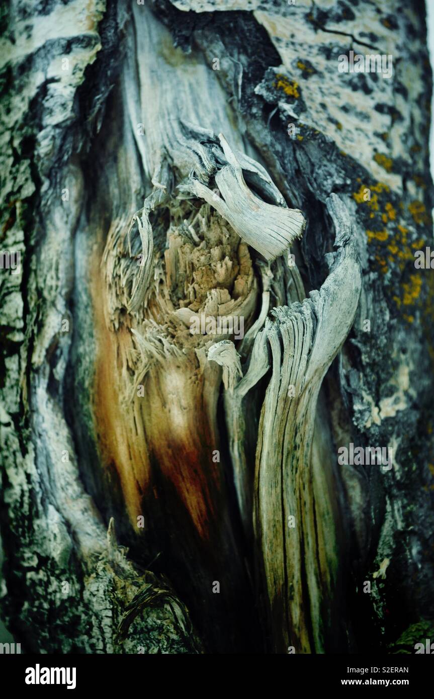 Gnarly tree knot hi-res stock photography and images - Alamy
