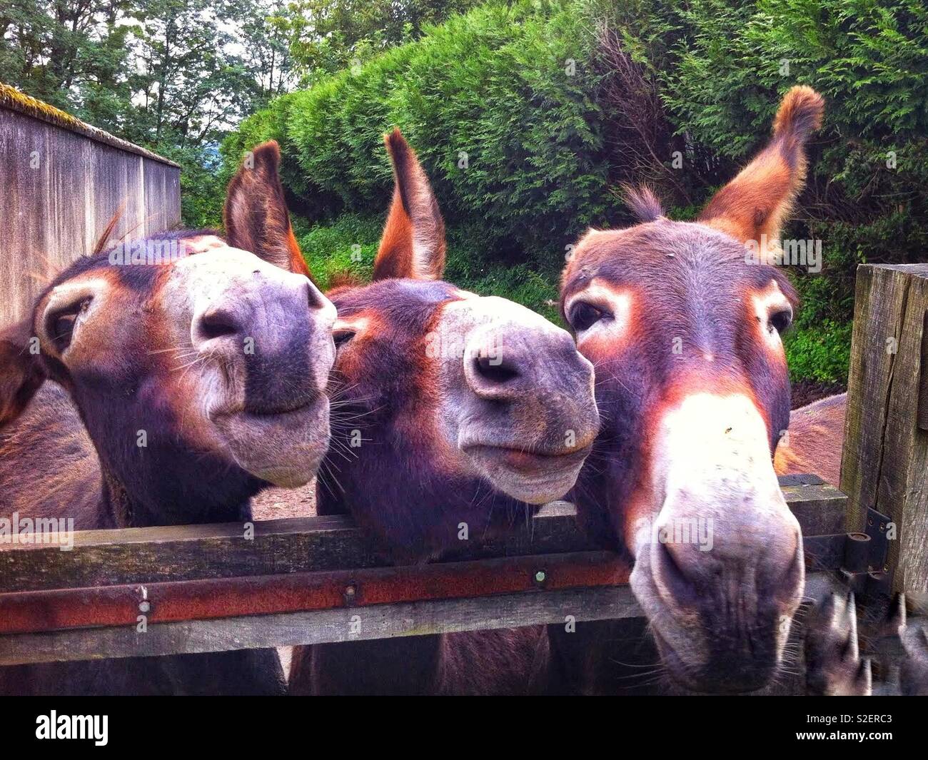 Farm faces hi-res stock photography and images - Alamy