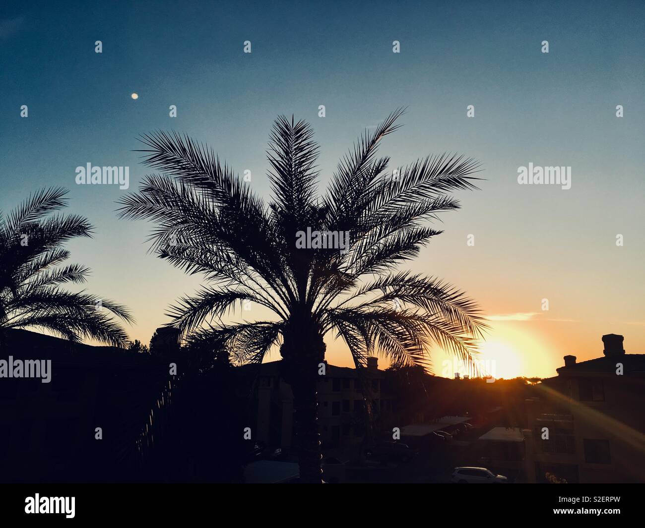 Sunrise over Palm trees with moon in Scottsdale, Arizona Stock Photo ...