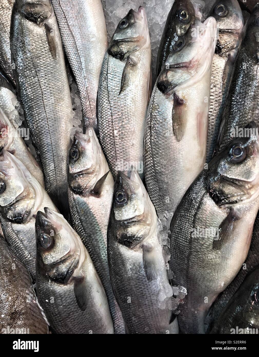 Fresh Atlantic Sea Bass (Dicentrarchus labrax) for sale Stock Photo - Alamy