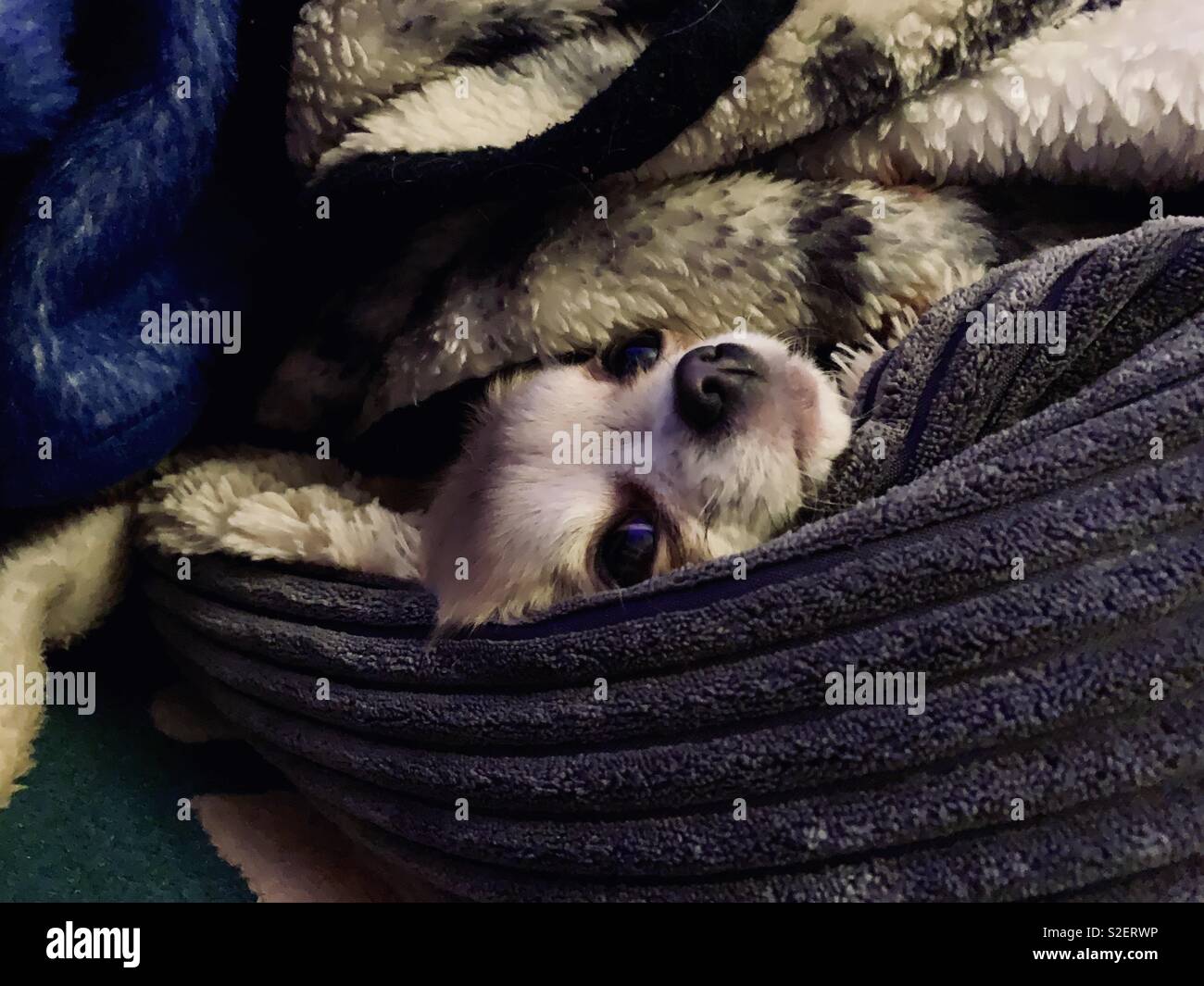 Tucked up in bed hi-res stock photography and images - Alamy