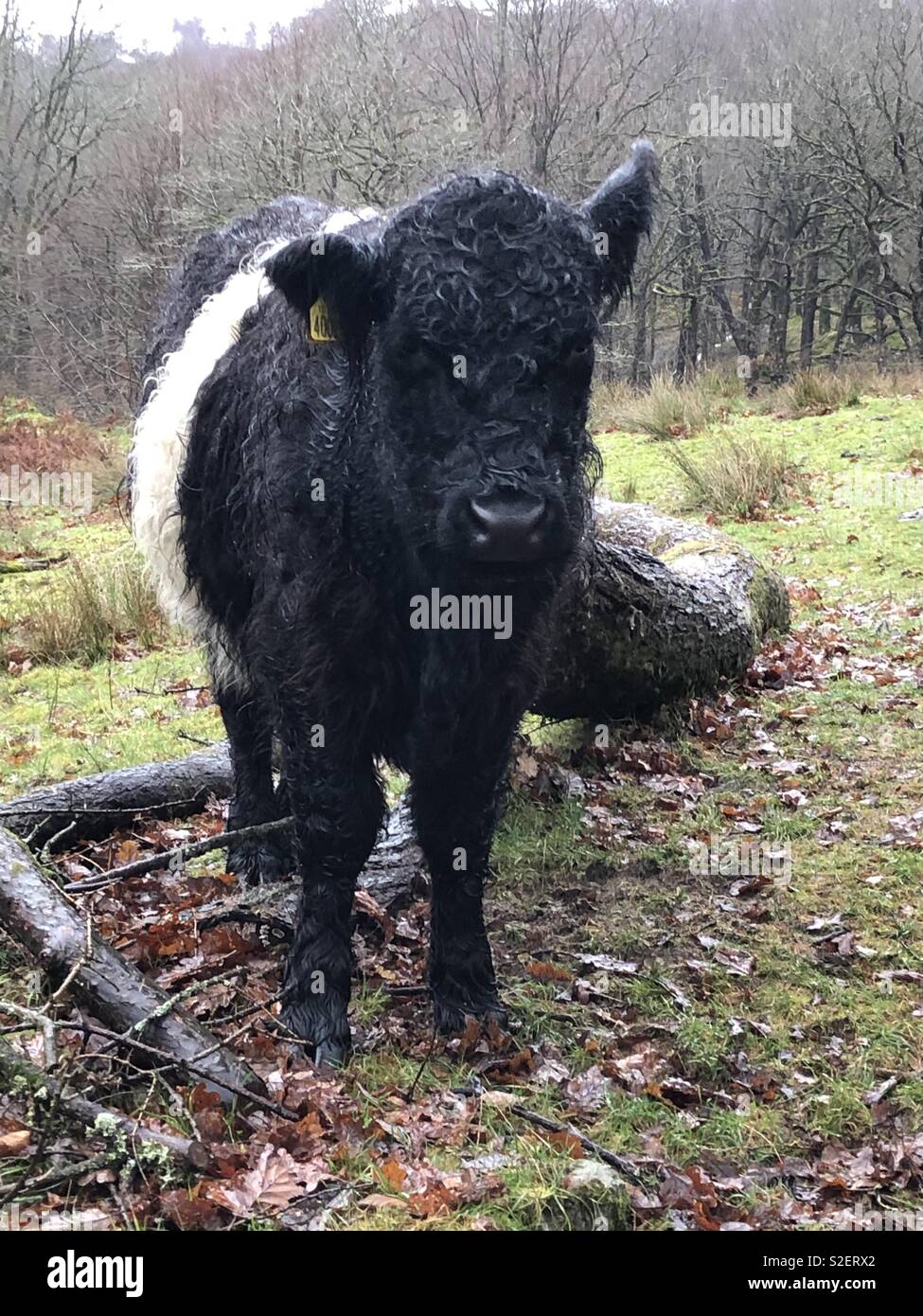 Wet, miserable cow - the Lake District Stock Photo - Alamy