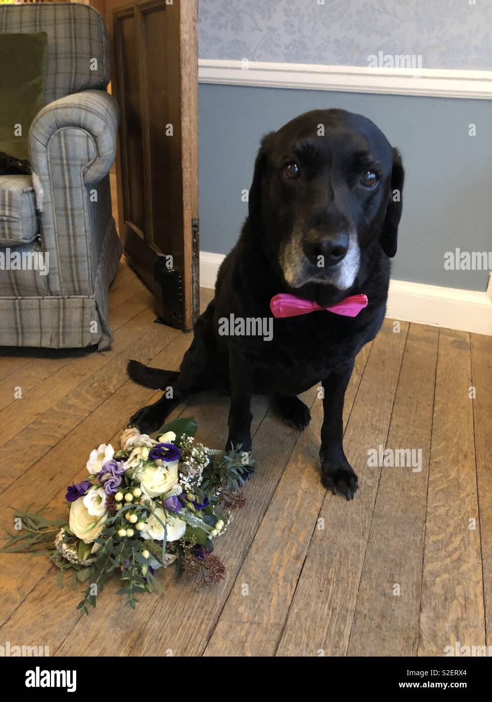 labrador wedding guest Stock Photo - Alamy