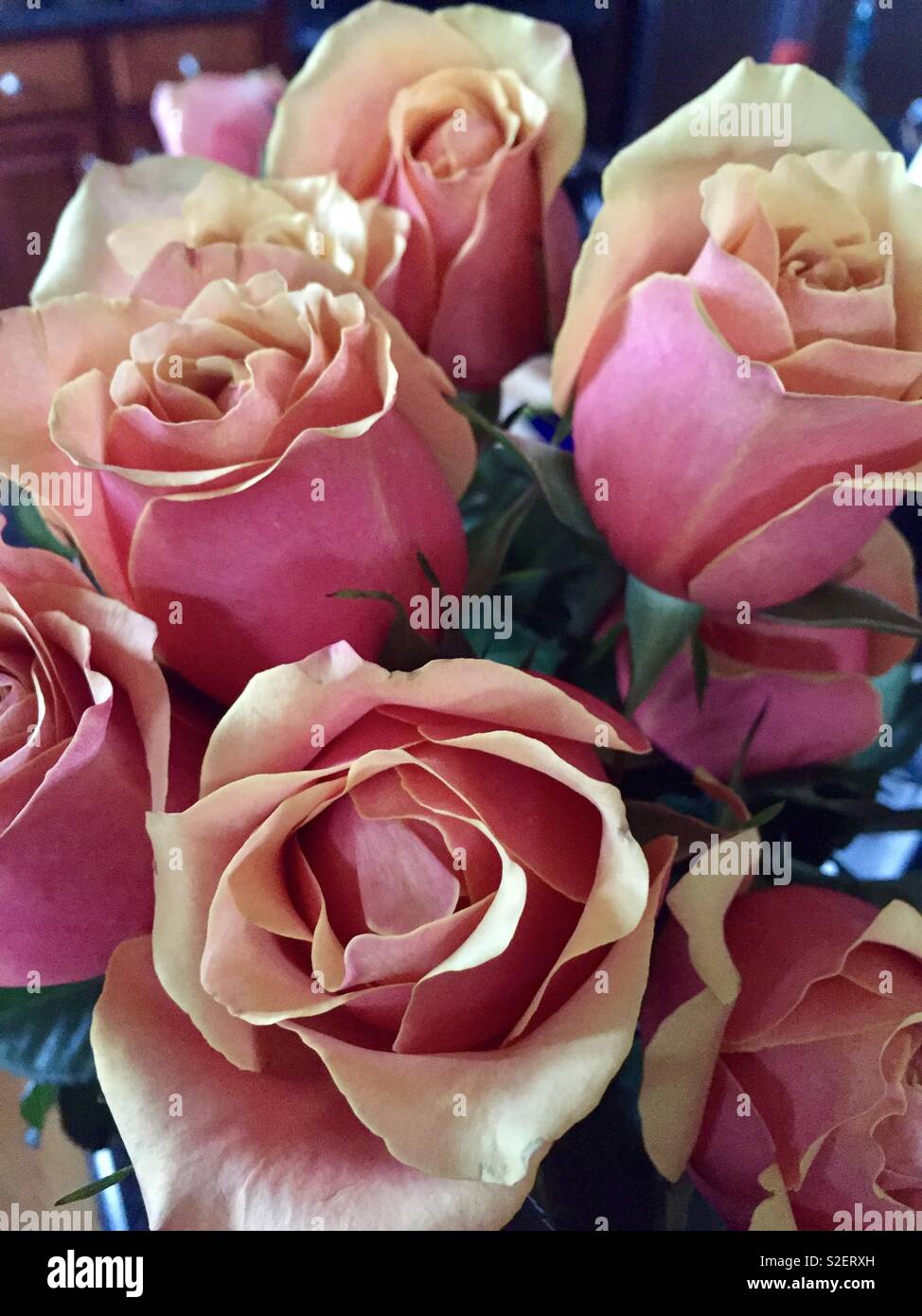 Pink and yellow roses Stock Photo - Alamy