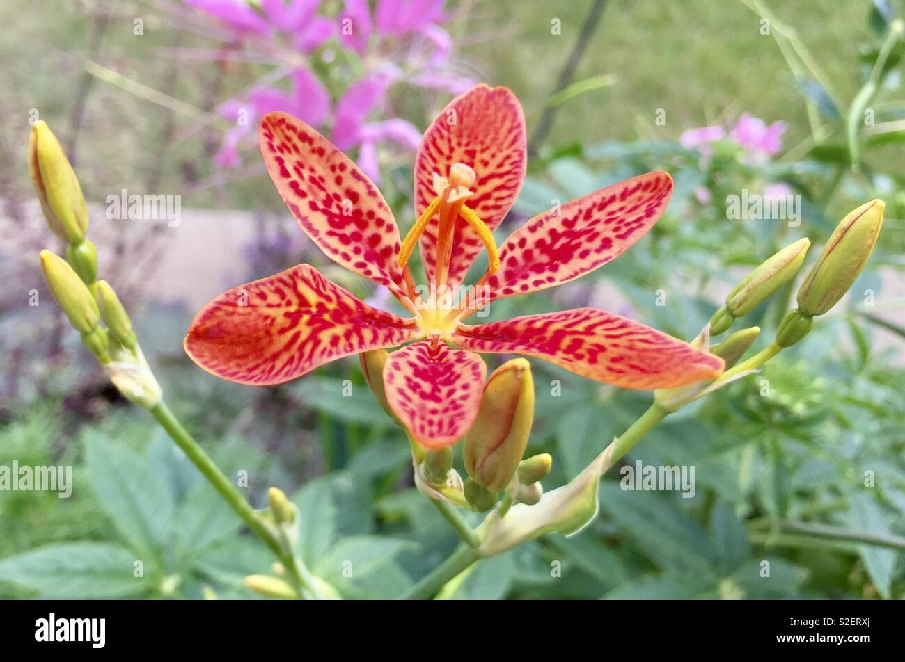 Spotted lily hi-res stock photography and images - Alamy