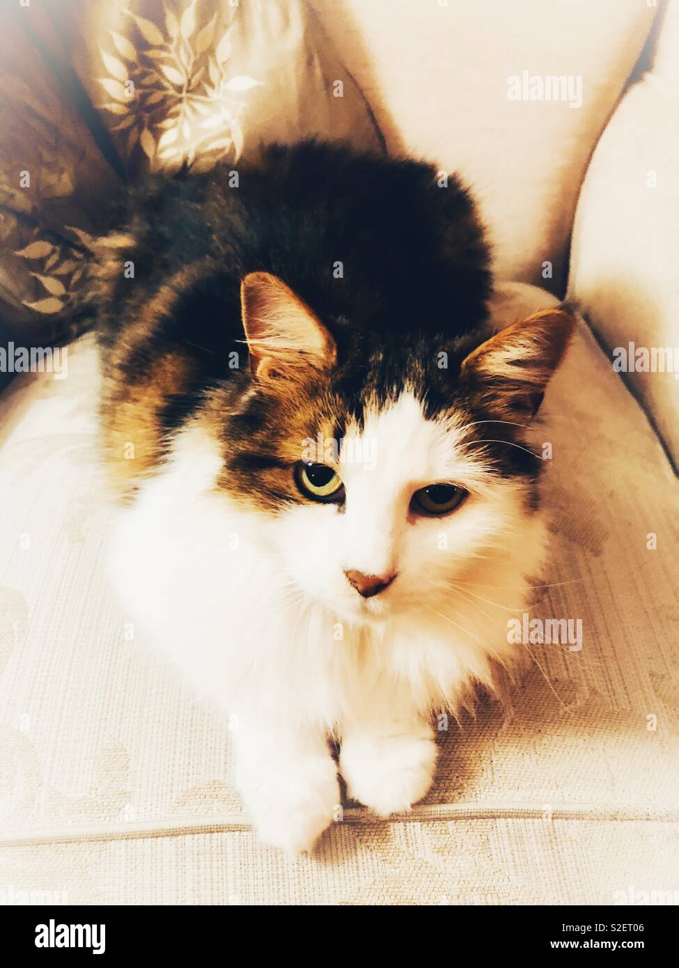 Guilty cat hi-res stock photography and images - Alamy