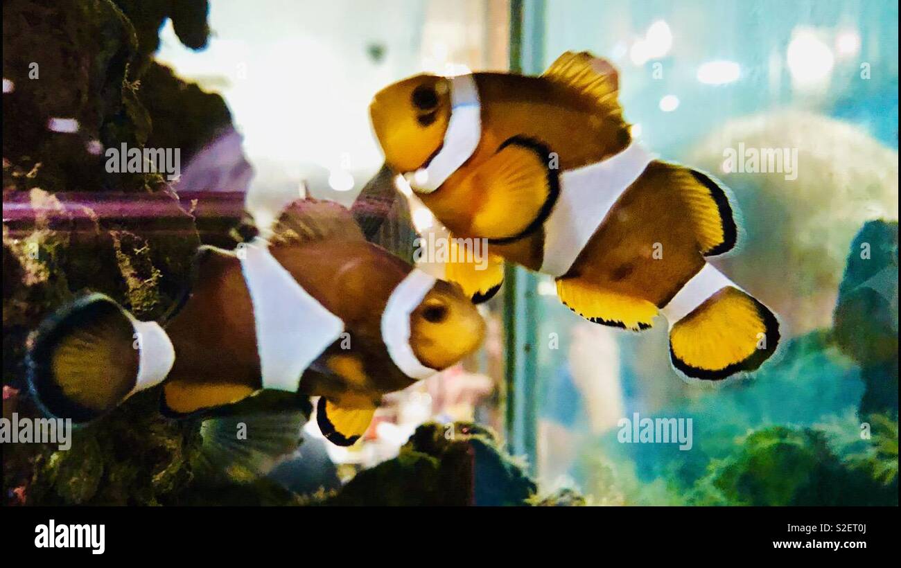 Two clown fish in a tank Stock Photo - Alamy