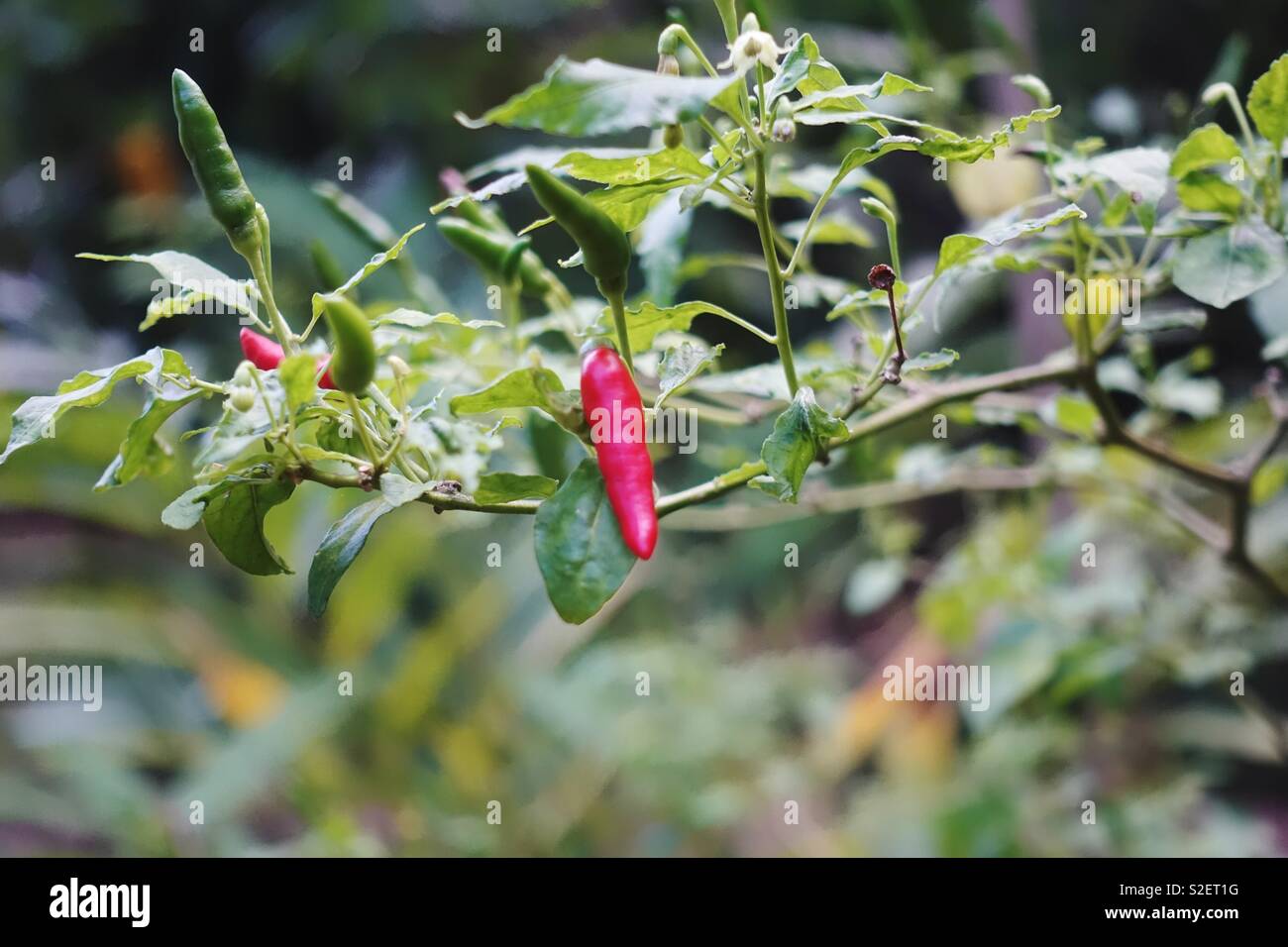 Careful hot hi-res stock photography and images - Alamy