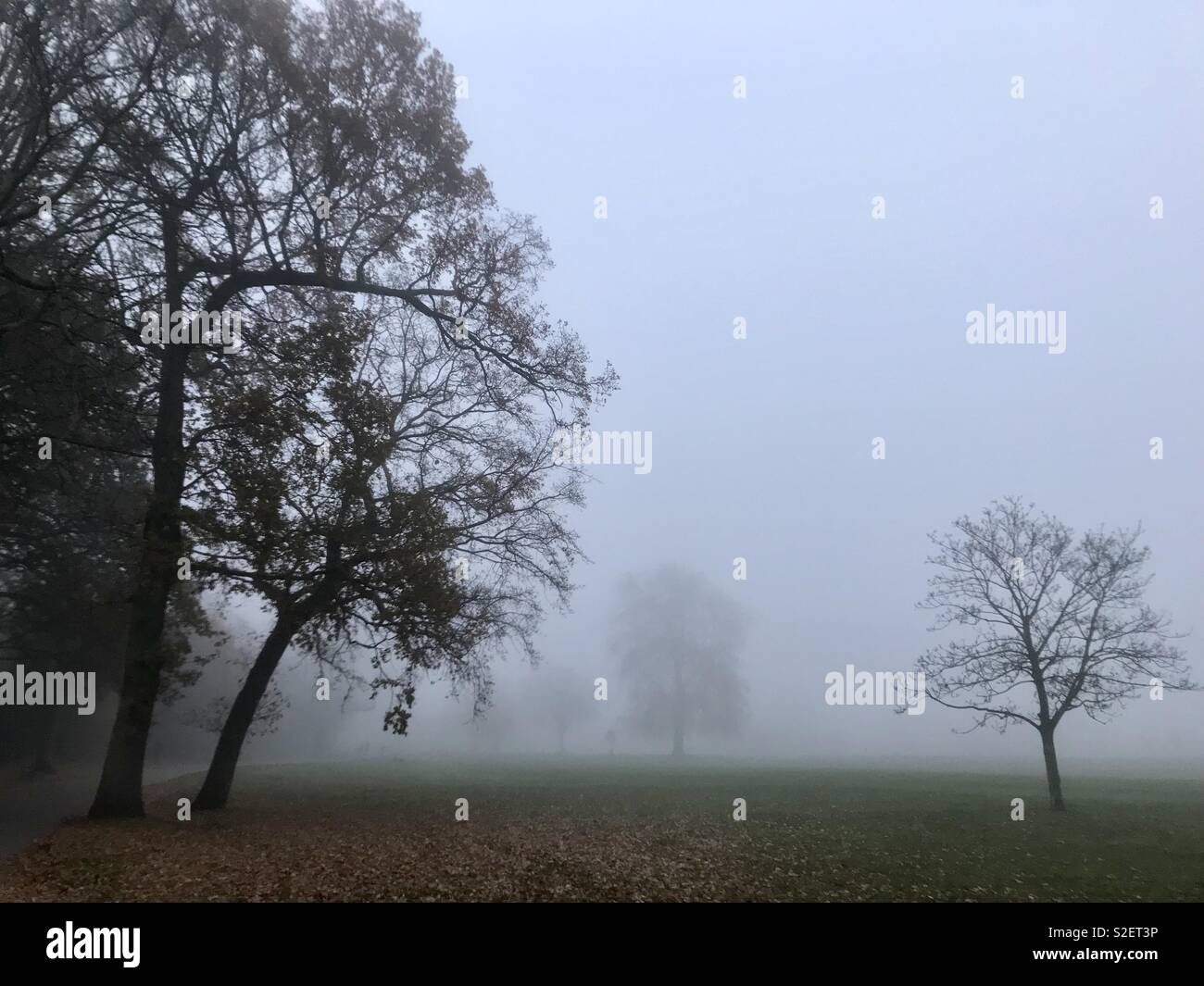 Trees and mist Stock Photo - Alamy