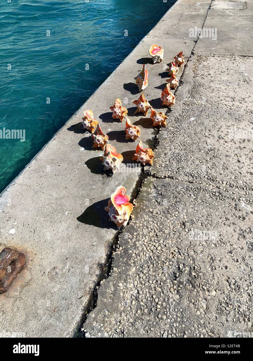 Conch shells hi-res stock photography and images - Alamy