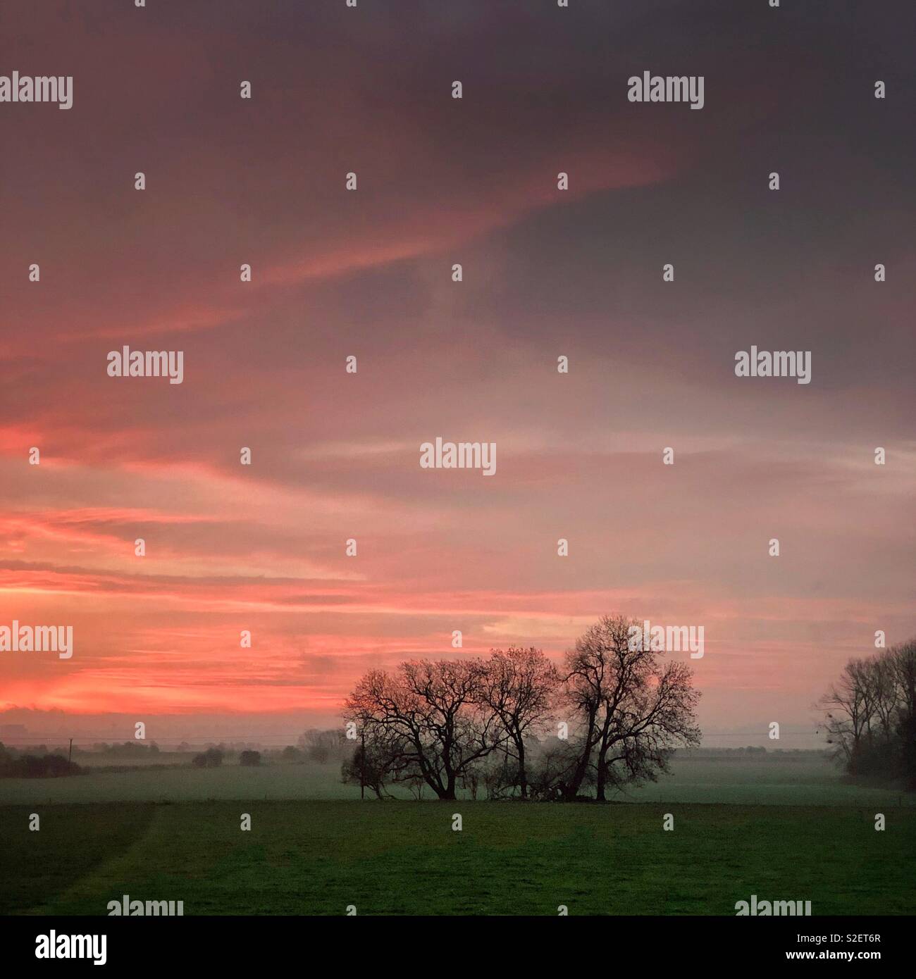 Trees at sunrise Stock Photo - Alamy